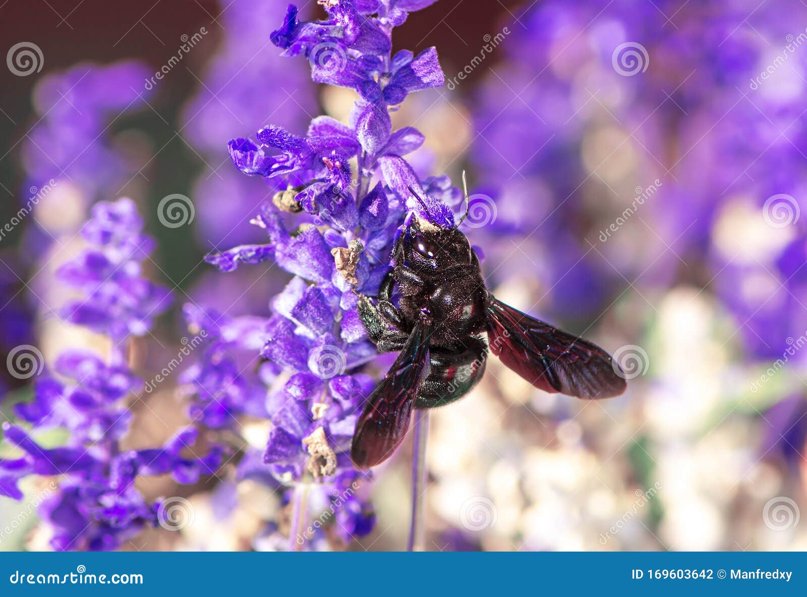 Violet carpenter bee stock photo. Image of insect, pollen - 169603642