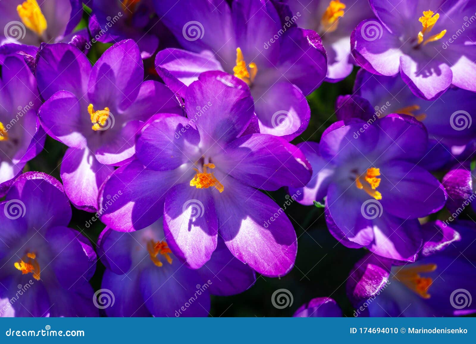 Macro Violet Crocuses Ruby Giant Crocus in Early Spring Garden ...