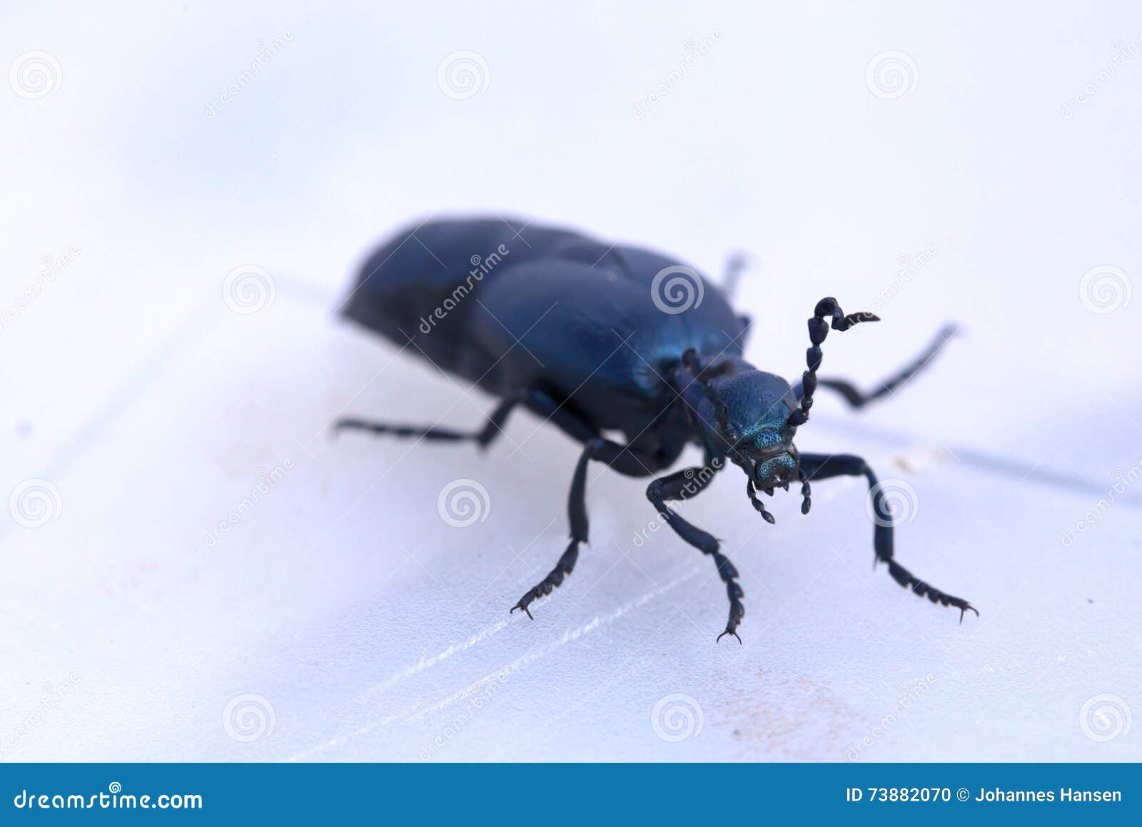 Macro of the Violet Oil Beetle (Meloe Violaceus) Stock Photo - Image of ...