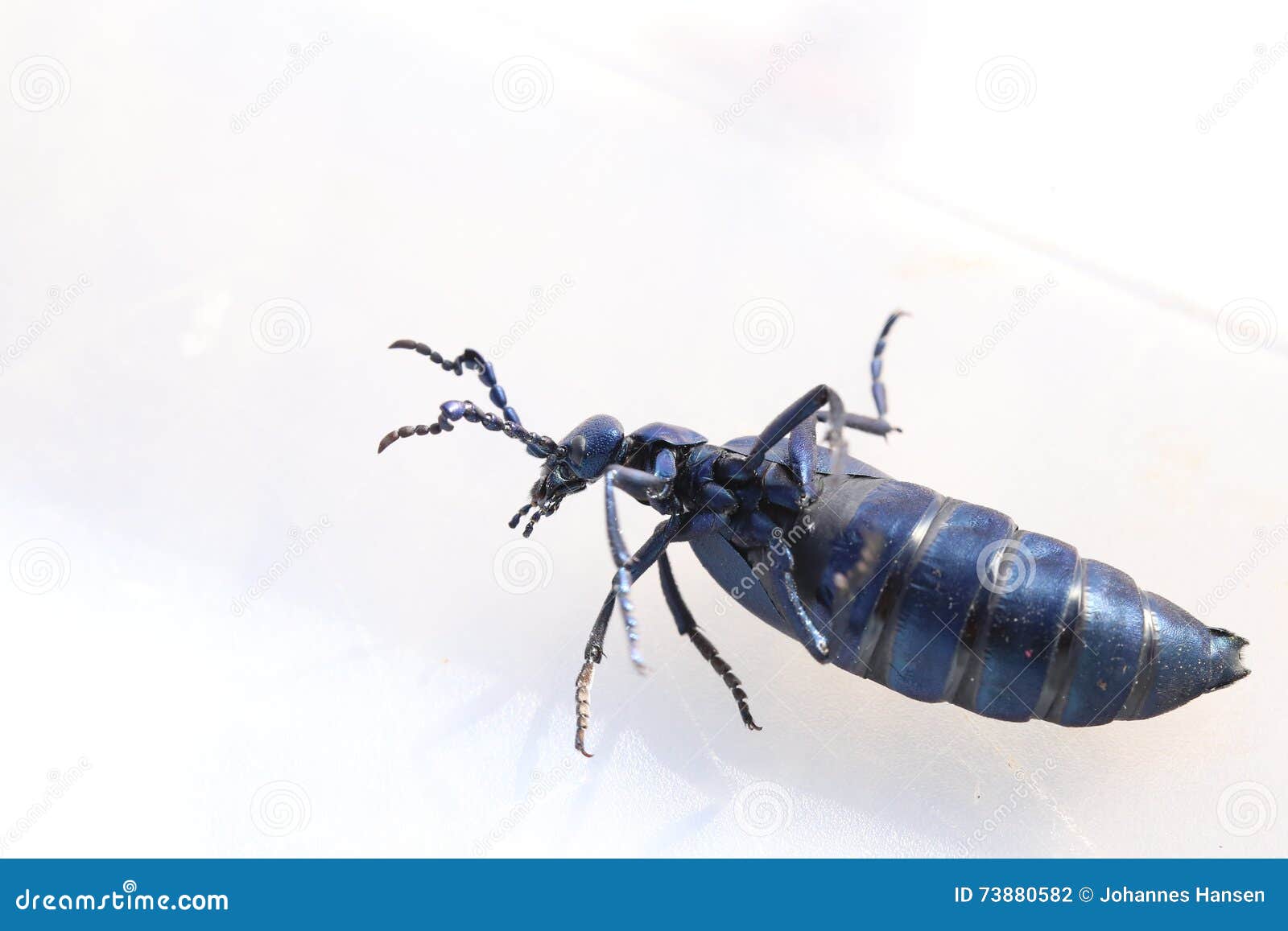 Macro of the Violet Oil Beetle (Meloe Violaceus) Lying on Its Back ...