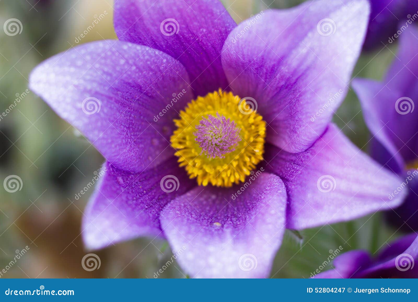 Macro of a Violet Pasque Flower Stock Image - Image of meadow, anemone ...