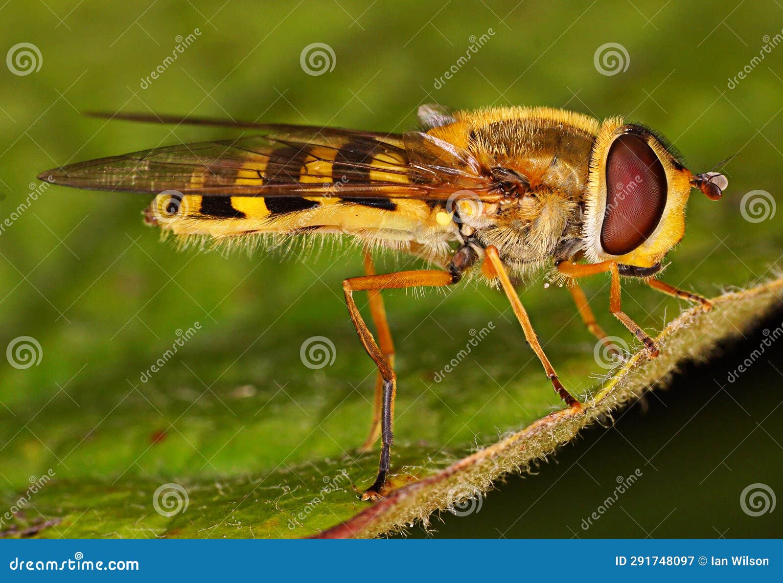 Macro of a Hoverfly on a Green Leaf - Volucella Inanis Stock Image - Image of hoverfly ...