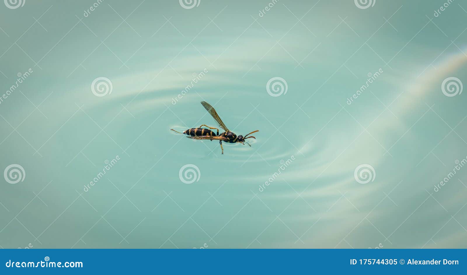 Macro of Wasp in Pool Truggling Not To Drown Stock Image - Image of ...