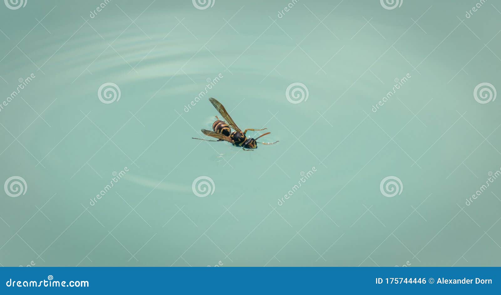 Macro of Wasp in Pool Truggling Not To Drown Stock Photo - Image of ...