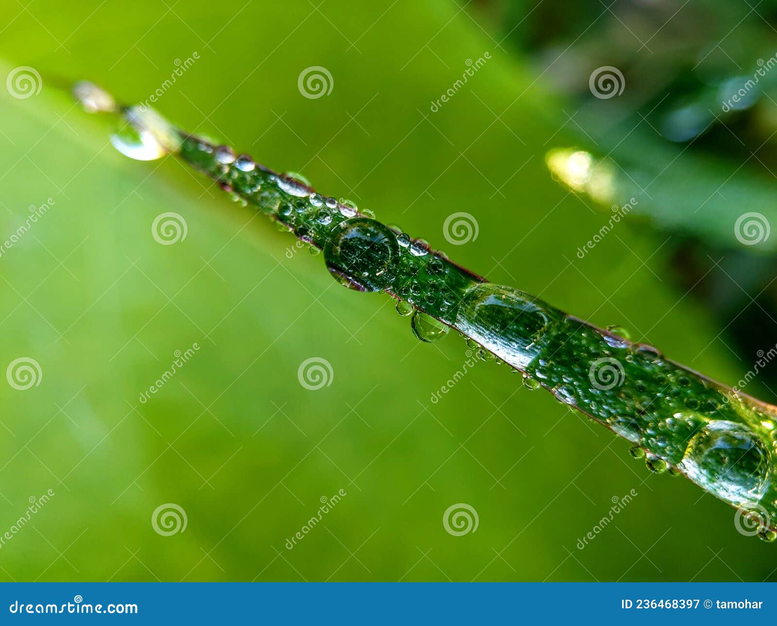 Macro Water Dew Drop on Green Blurred Background Stock Image - Image of background, macro: 236468397