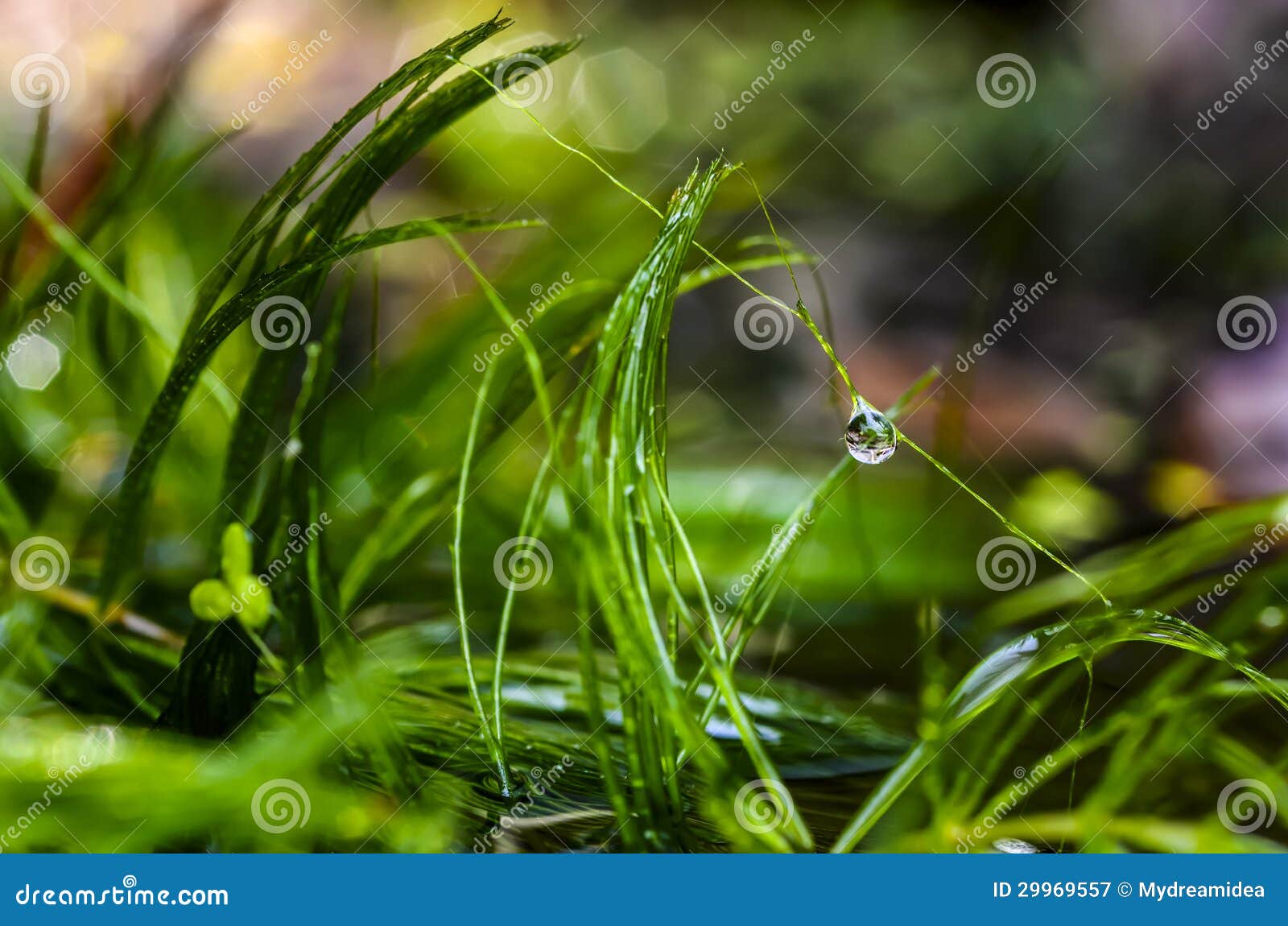 Water drop of algea. stock image. Image of green, macro - 29969557