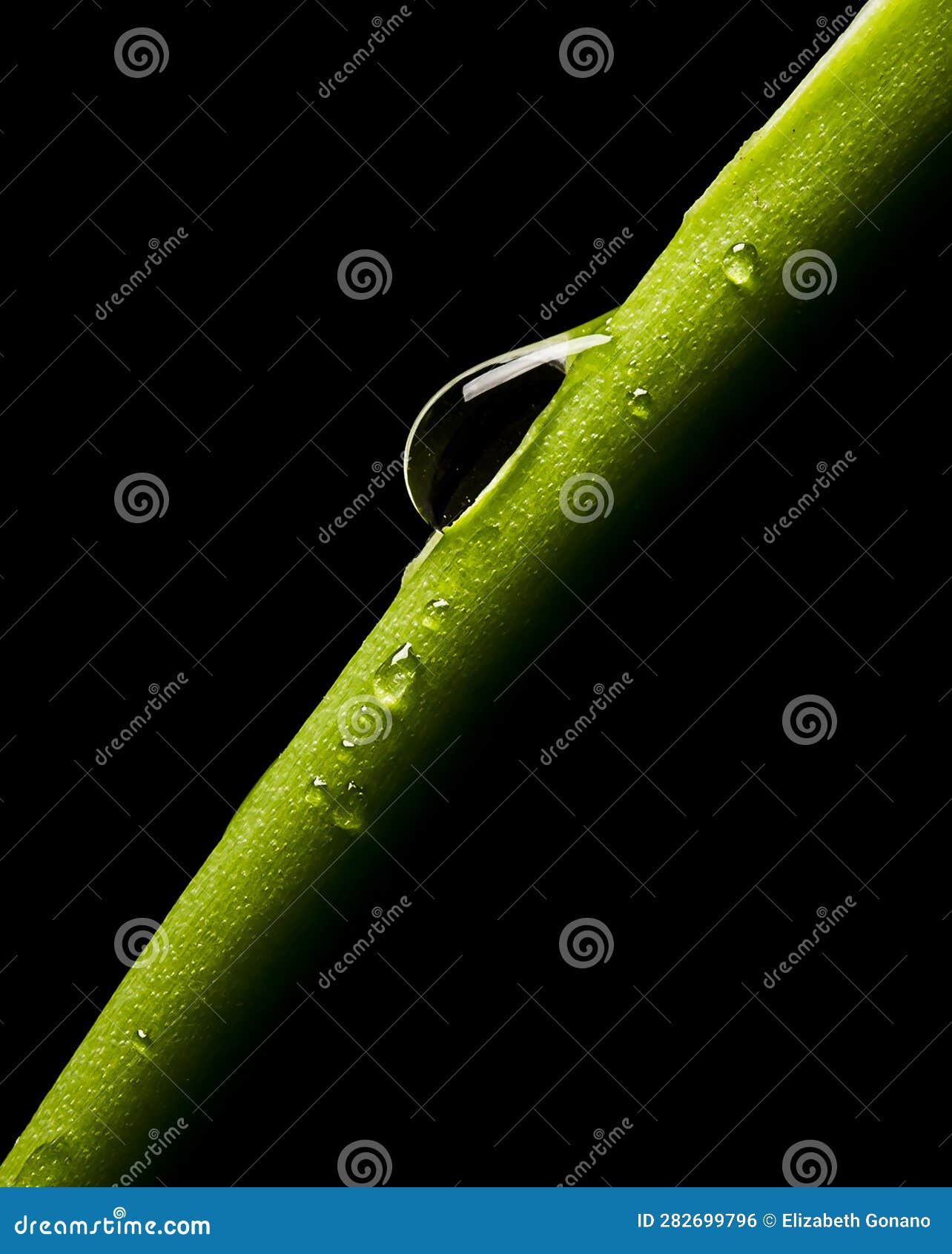 Macro of a Water Drop Falling Down the Stem of a Plant Stock Photo ...
