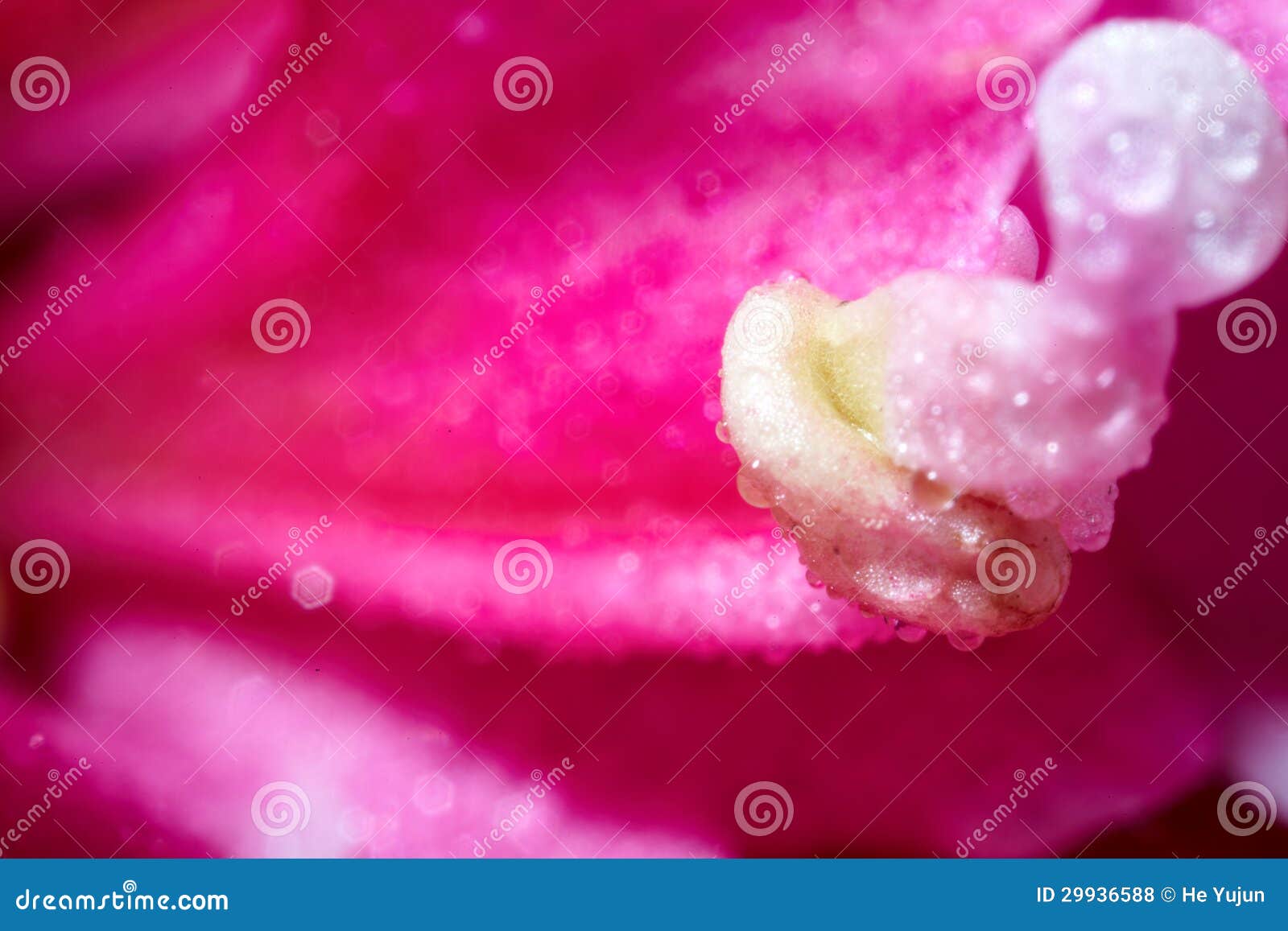 Water drop on flower stock photo. Image of close, shinning - 29936588