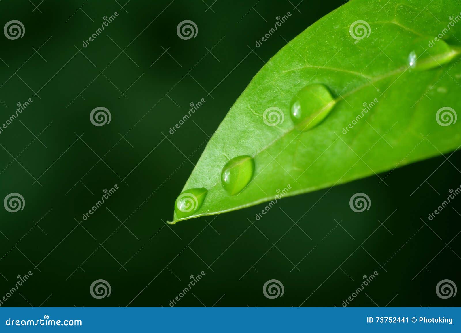 Macro water drop leaf stock image. Image of cultivation - 73752441