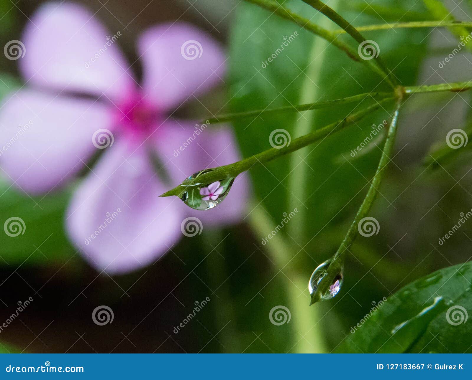 Macro of Water Drop Reflection of Flower Stock Image - Image of lush ...