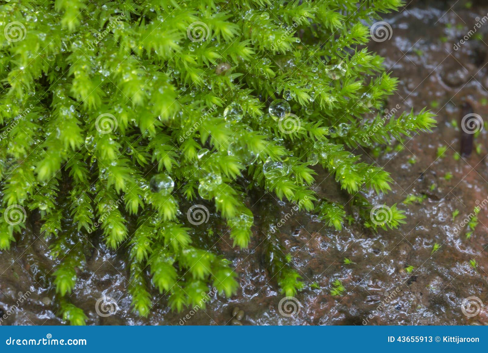 Macro Water Drop on Small Plant in Nature Stock Image - Image of ...