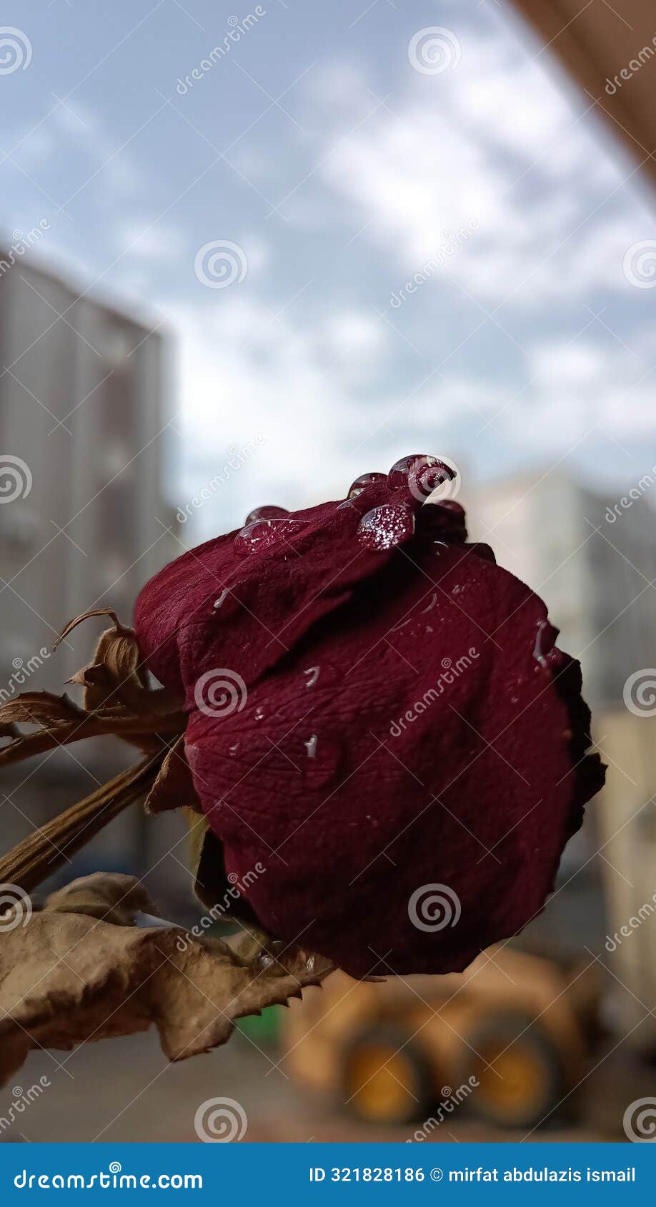 Macro Water Drops on Top of Red Rose Blue Sky Background Stock Photo ...