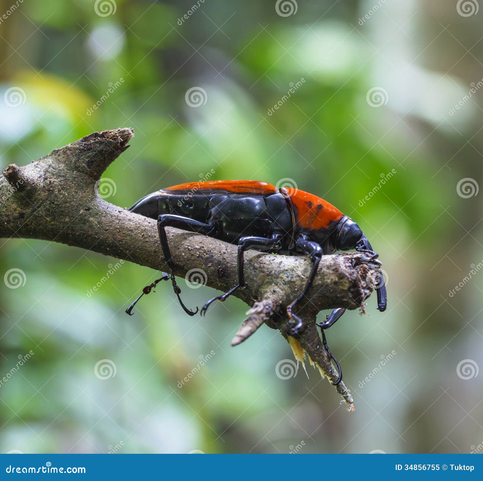 Macro weevil insect stock image. Image of tropical, horned - 34856755