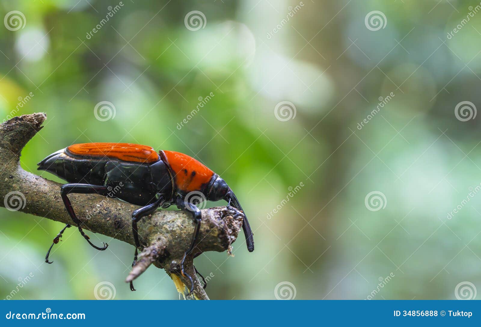 Macro weevil insect stock photo. Image of rainforest - 34856888