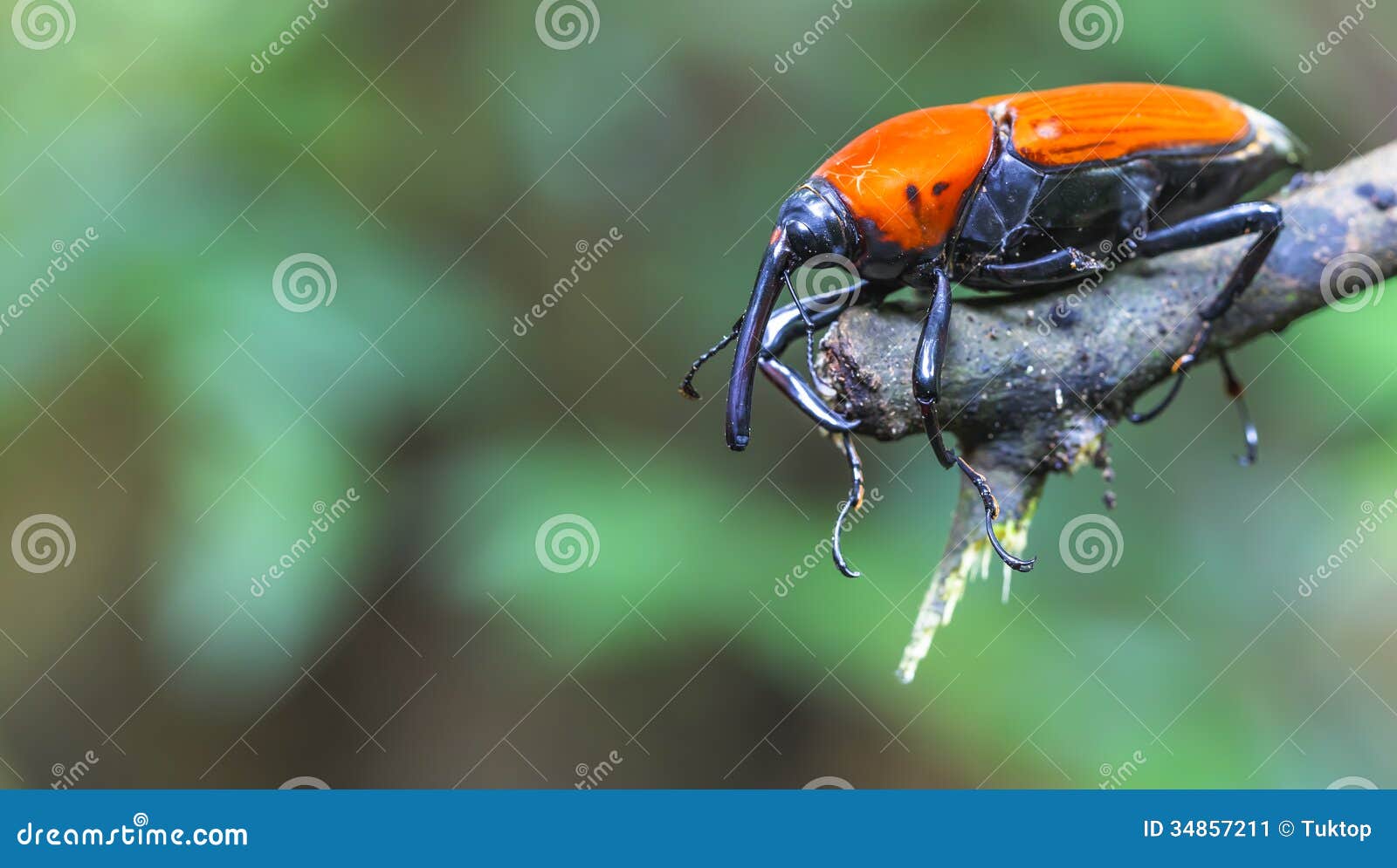 Macro weevil insect stock image. Image of forest, mantis - 34857211