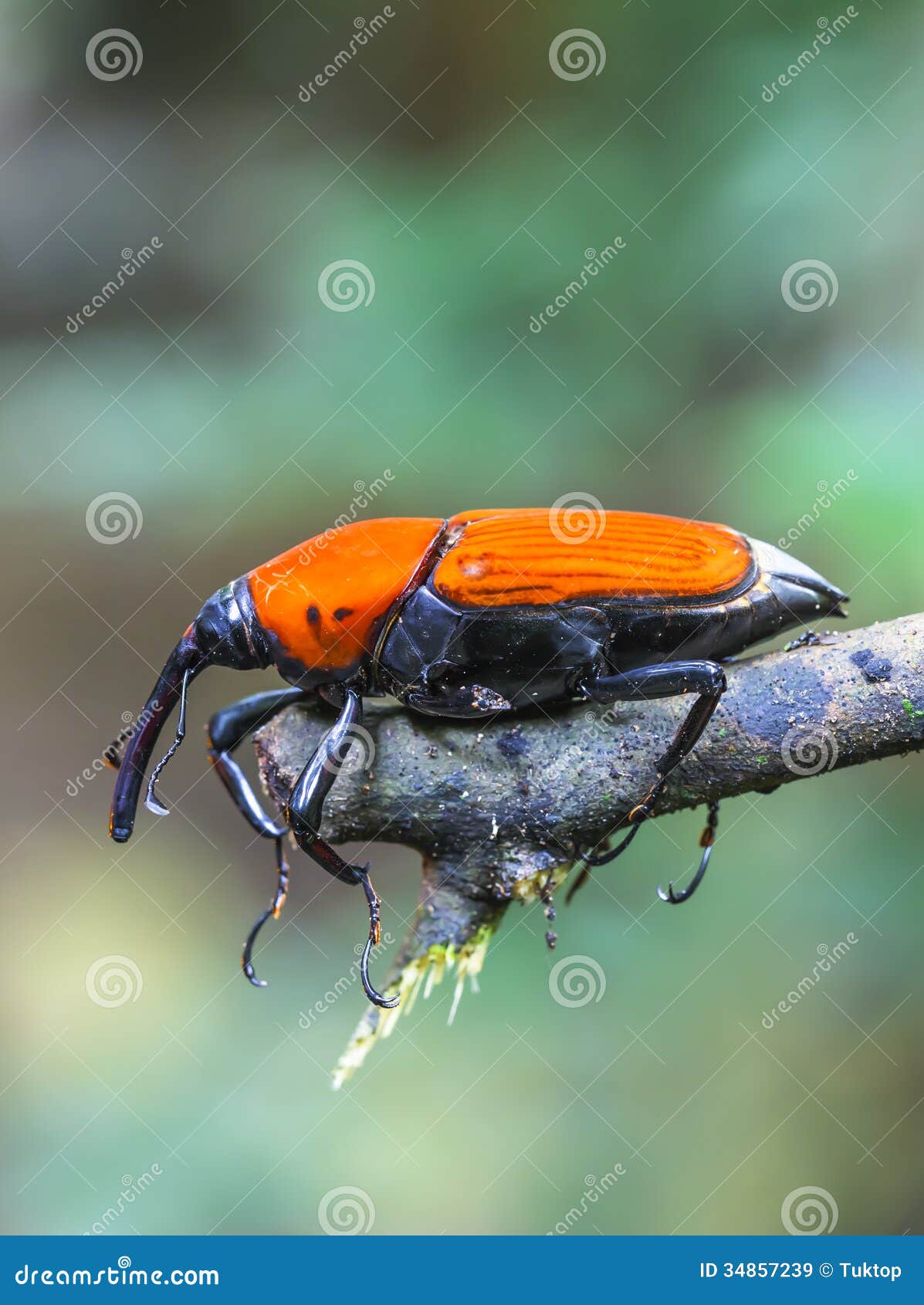 Macro weevil insect stock image. Image of outdoors, insect - 34857239