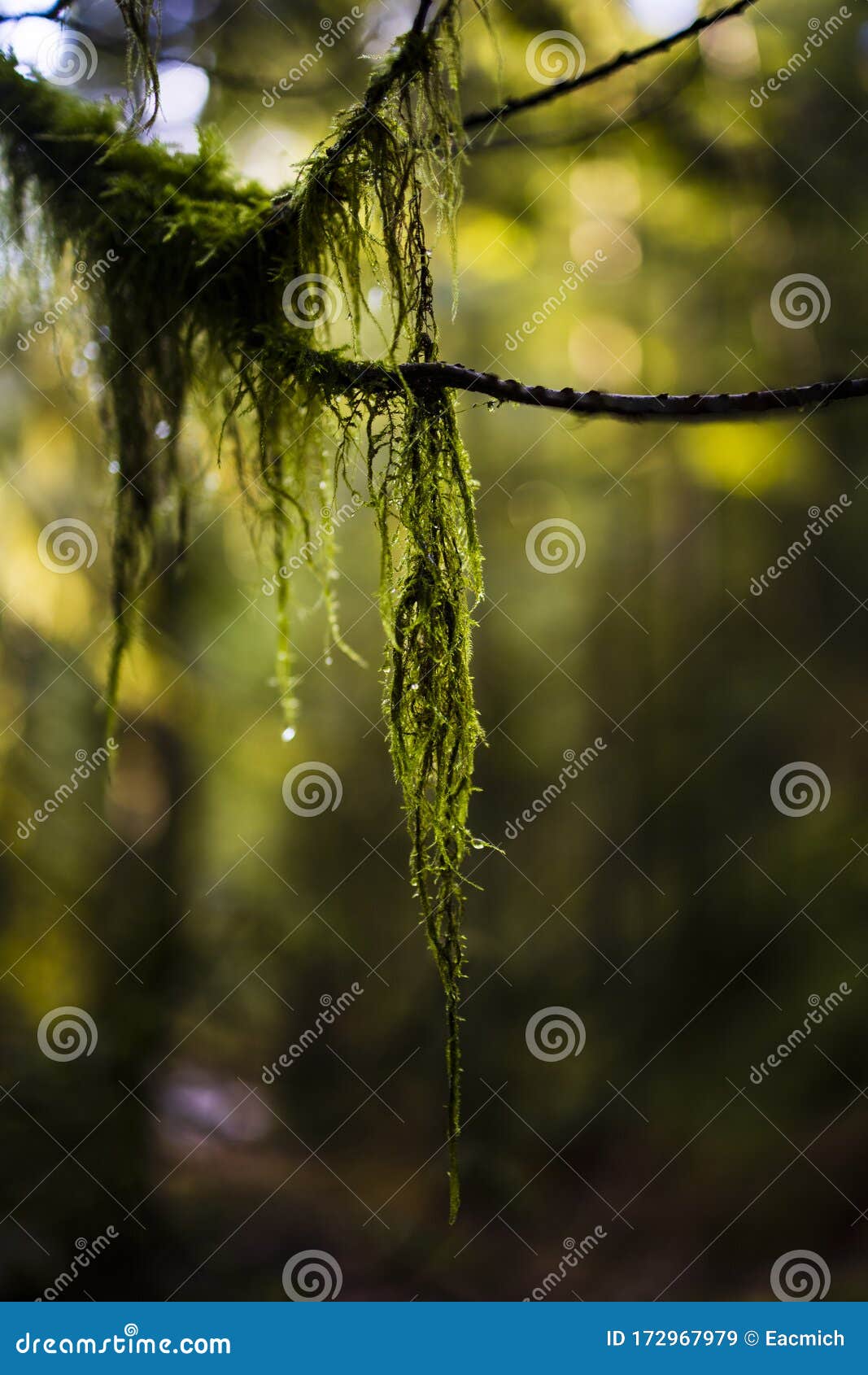 Close Up of Wet Moss Dangling from Tree Branch Stock Image - Image of ...