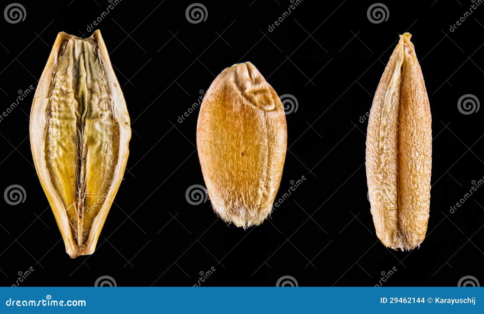 Macro of Wheat Barley and Rye Stock Photo - Image of breakfast, dinner ...