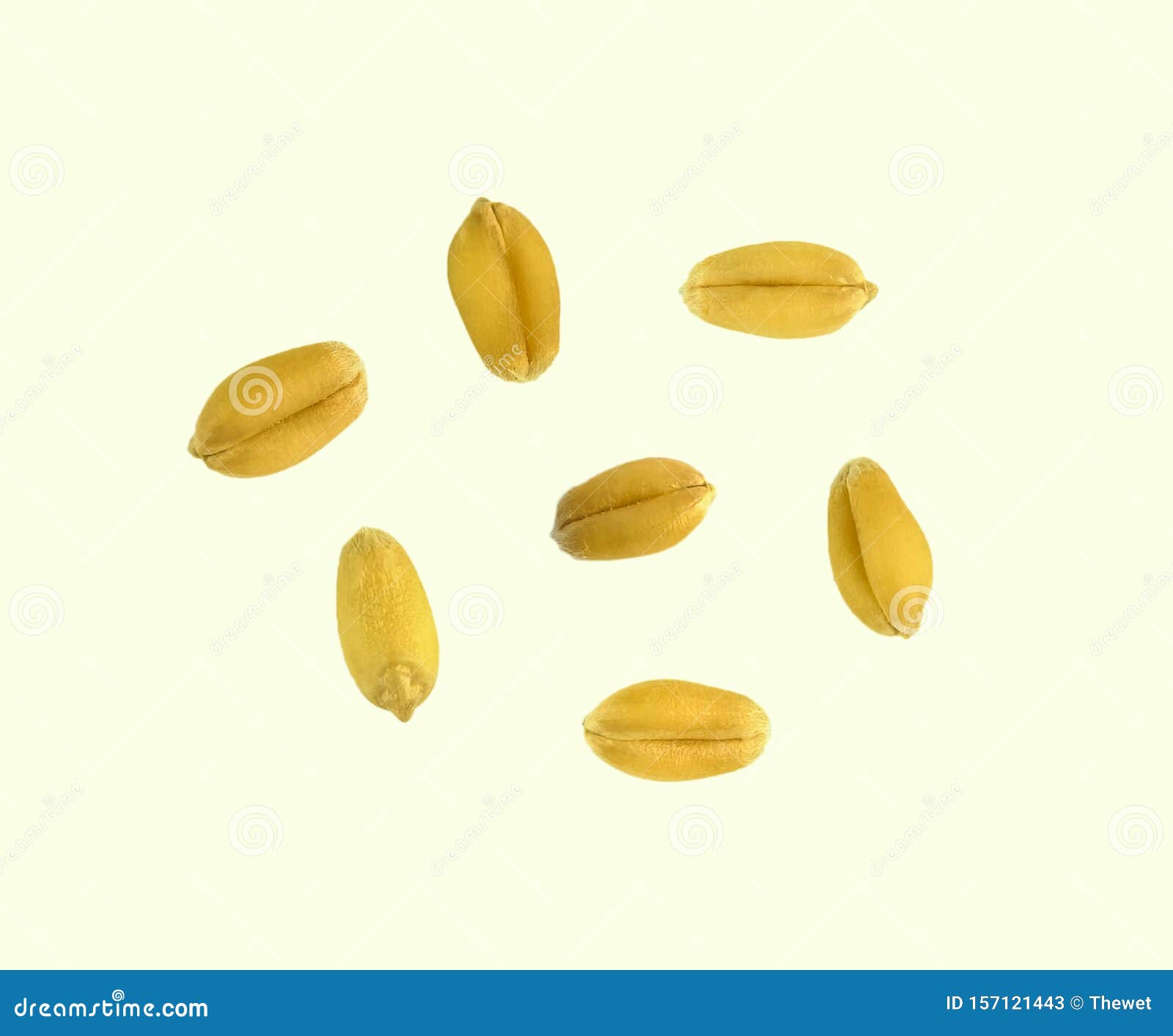 Macro wheat grian isolated stock image. Image of grains - 157121443