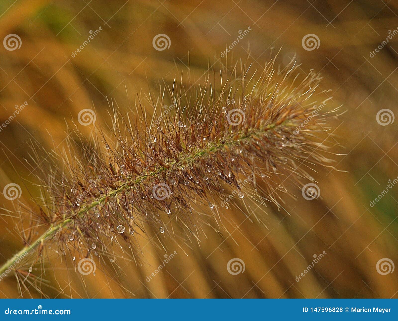 Macro of Whistle Washer Grass Stock Photo - Image of perennial, park ...