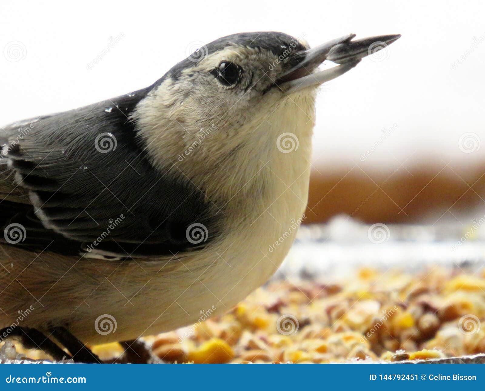 Macro of a White-breasted Nuthatch Taking a Seed Stock Image - Image of ...