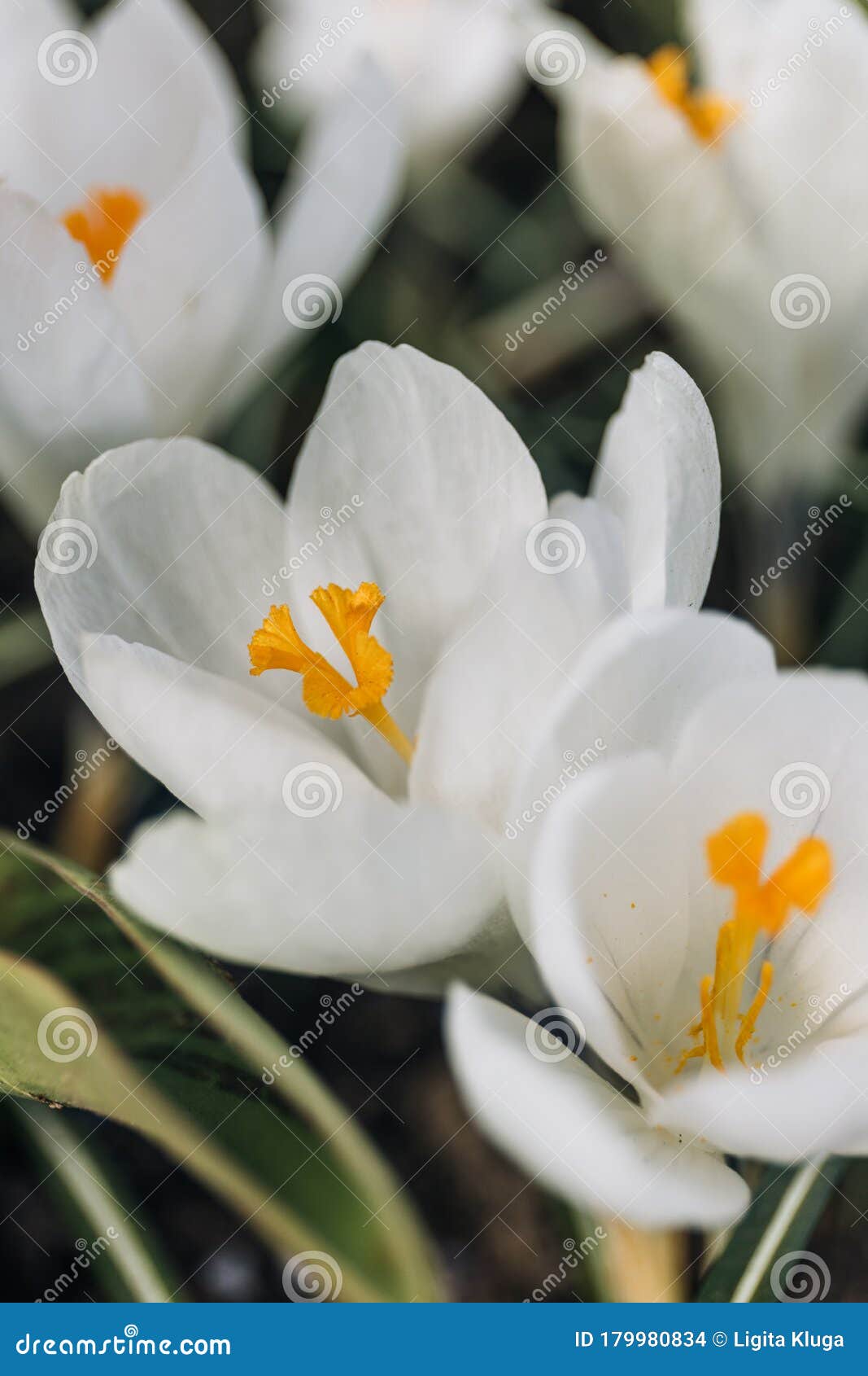 Macro of White Crocus Flowers Growing in Spring Stock Photo - Image of ...