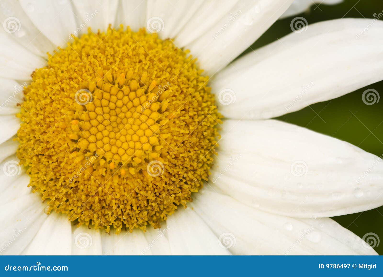 Macro of a White Daisy Flower Stock Image - Image of natural, botanical ...