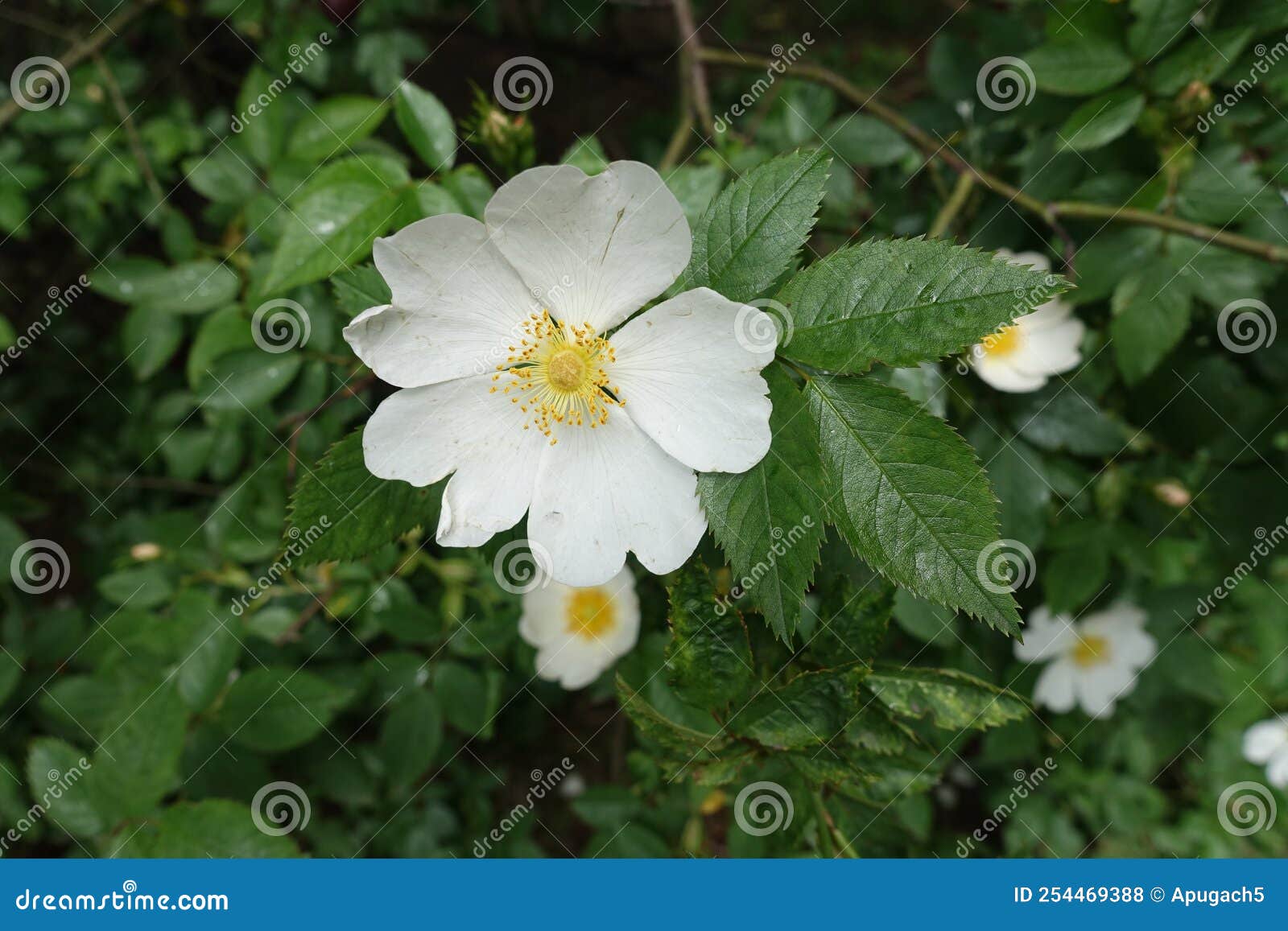 Macro of White Flower of Dog Rose in May Stock Photo - Image of ...