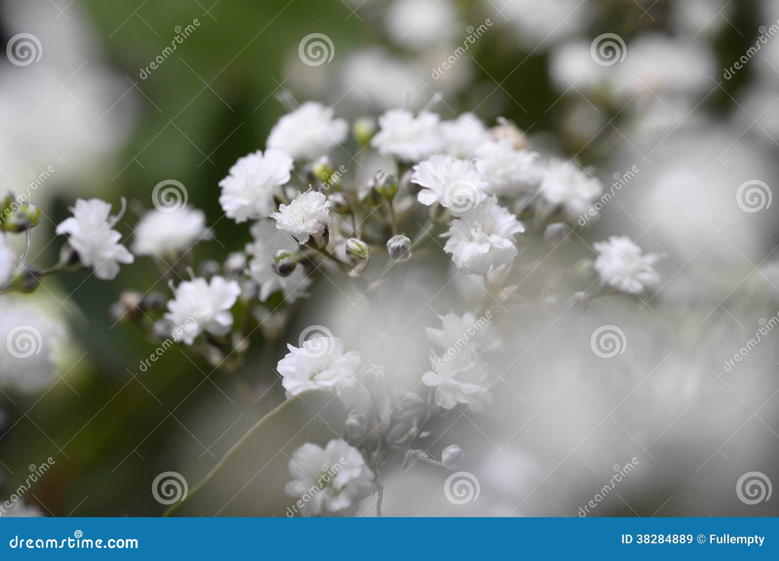 Macro of white flowers stock image. Image of texture - 38284889