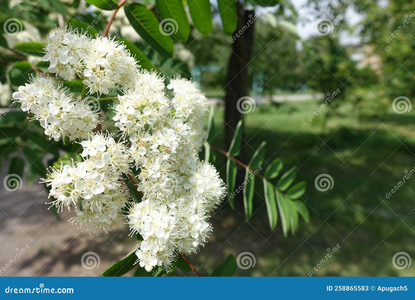 Macro of White Flowers of European Rowan in Mid May Stock Image - Image ...