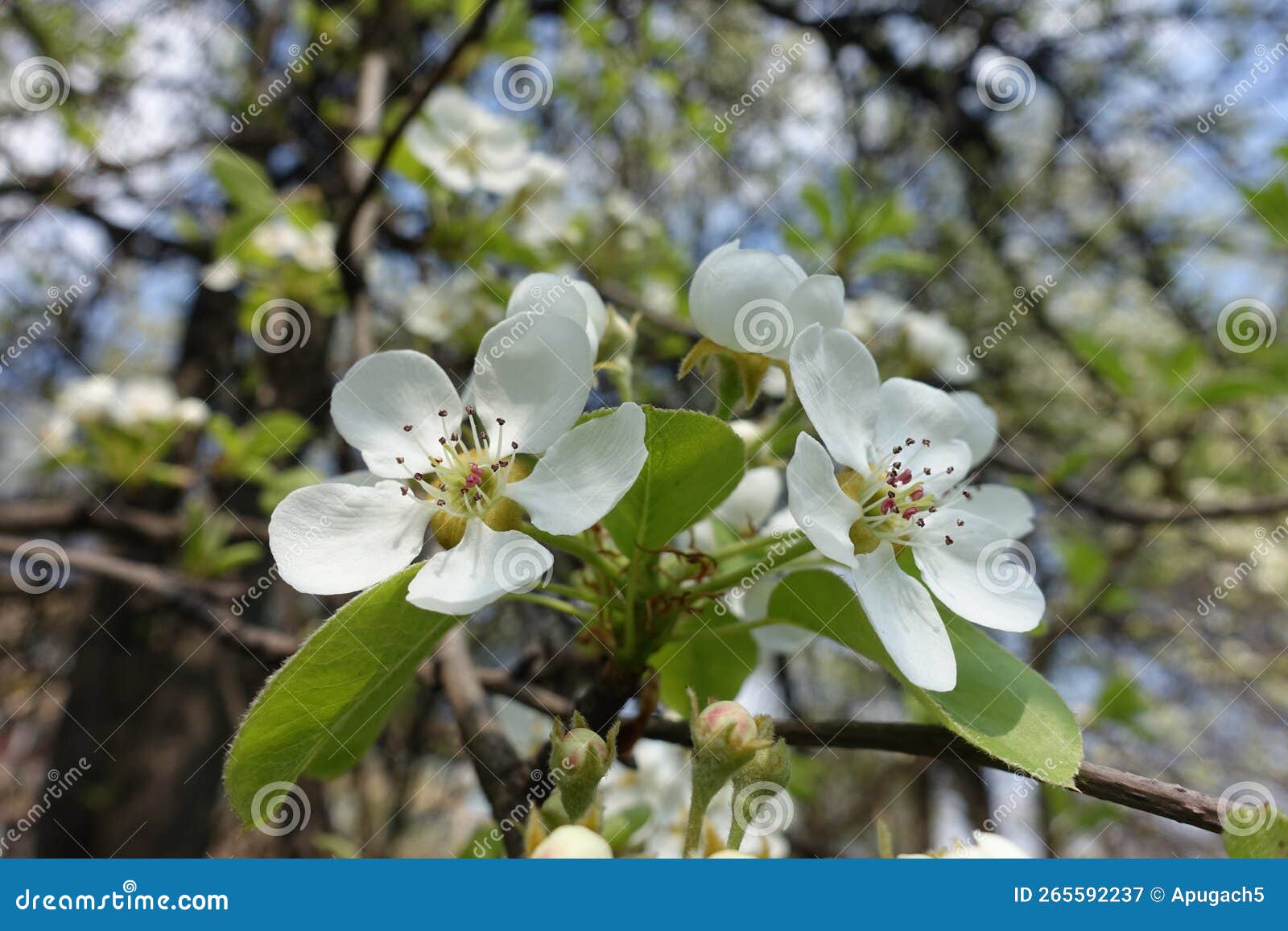 Macro of White Flowers of Pear in April Stock Image - Image of growth ...