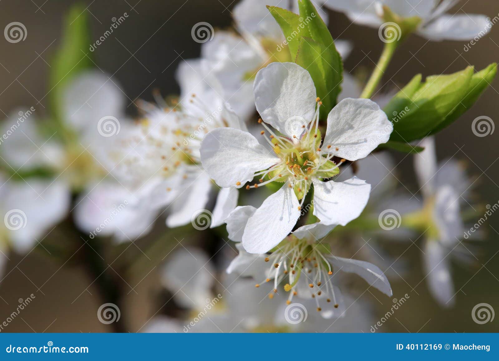 Macro white plums flower stock image. Image of brightly - 40112169