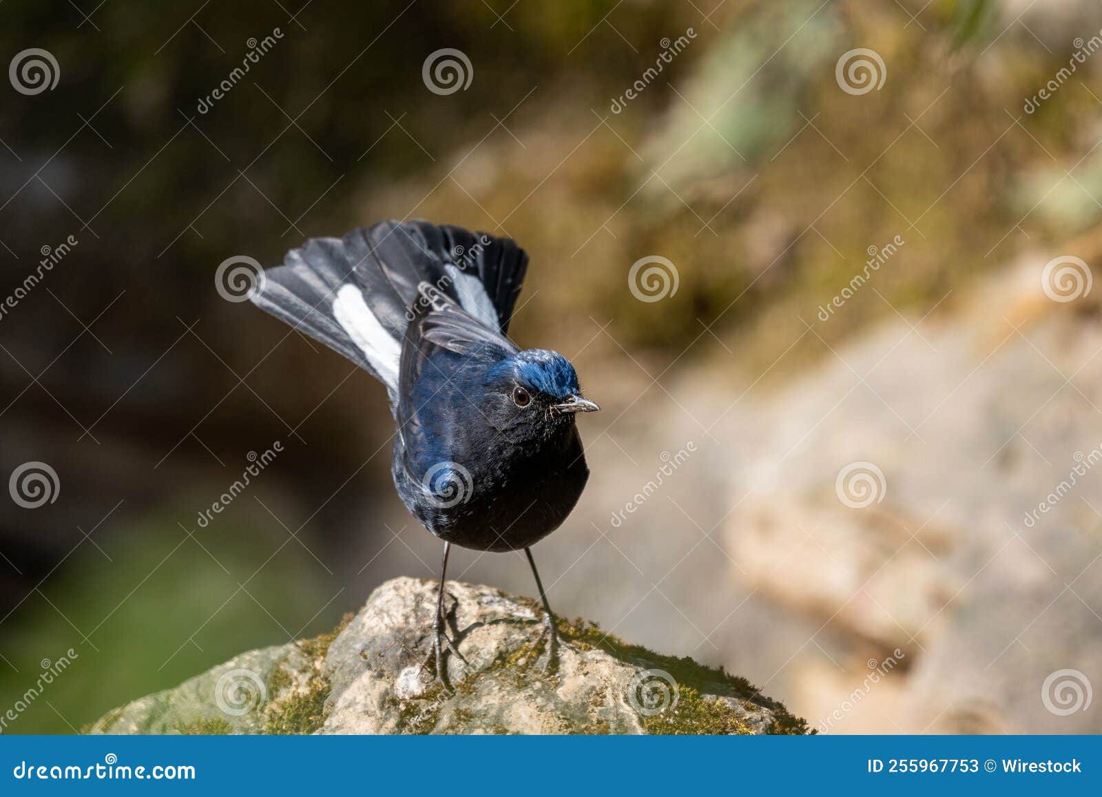 Macro of a White-tailed Robin on a Rock Stock Image - Image of perched ...