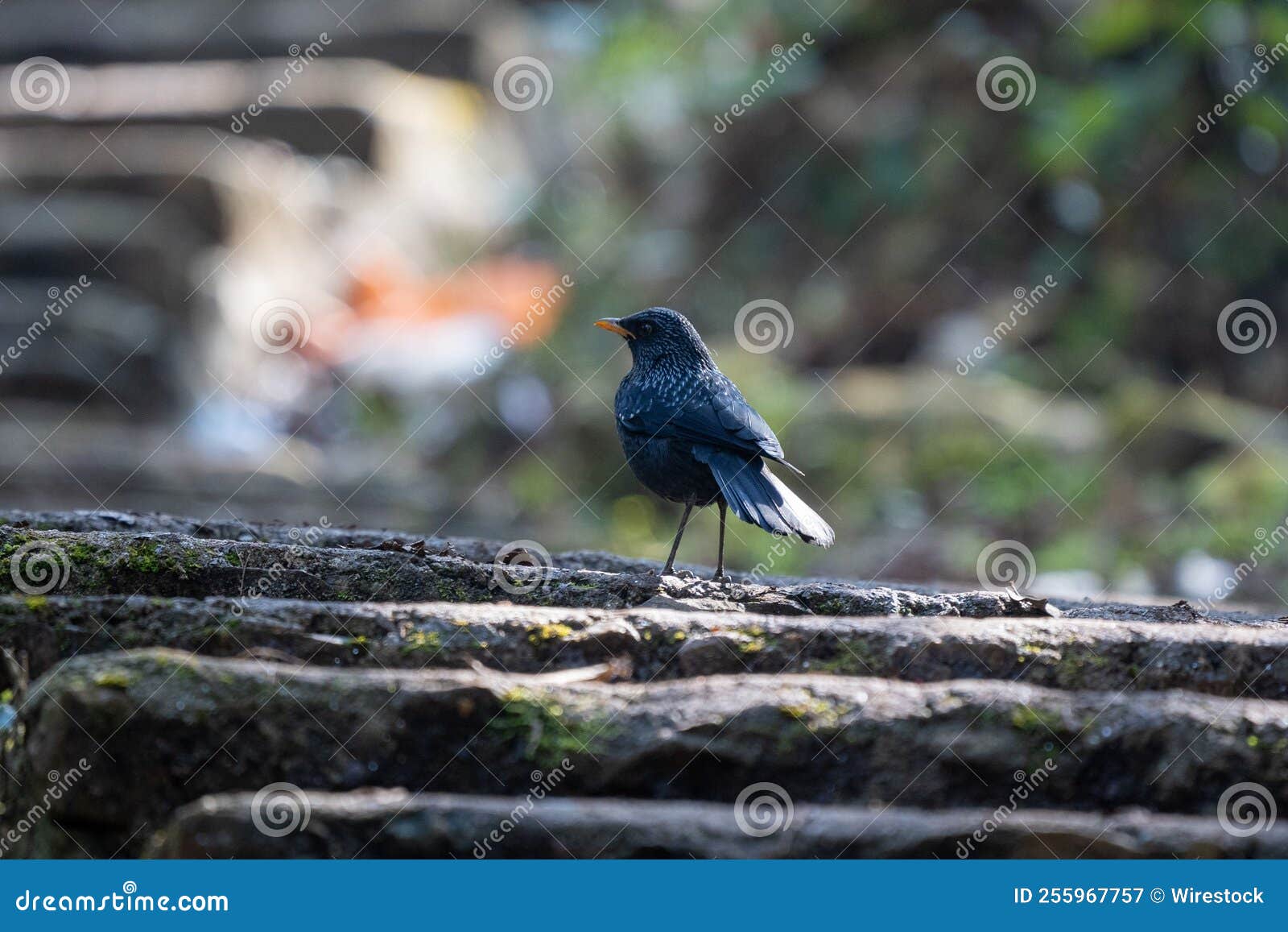 Macro of a White-tailed Robin on a Tree Branch Stock Image - Image of ...