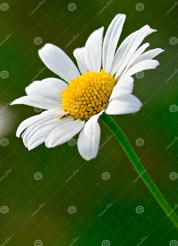 Macro wild chamomile stock image. Image of summer, yellow - 5717929