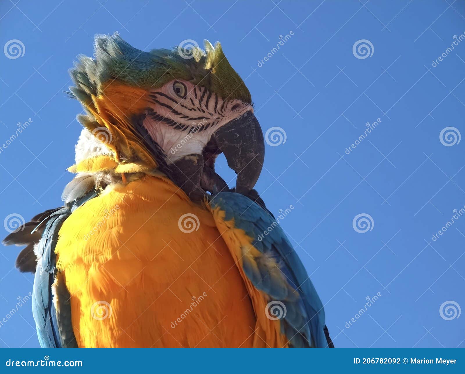 Macro of a Wild Macaw Parrot in Front of Blue Sky Stock Photo - Image ...