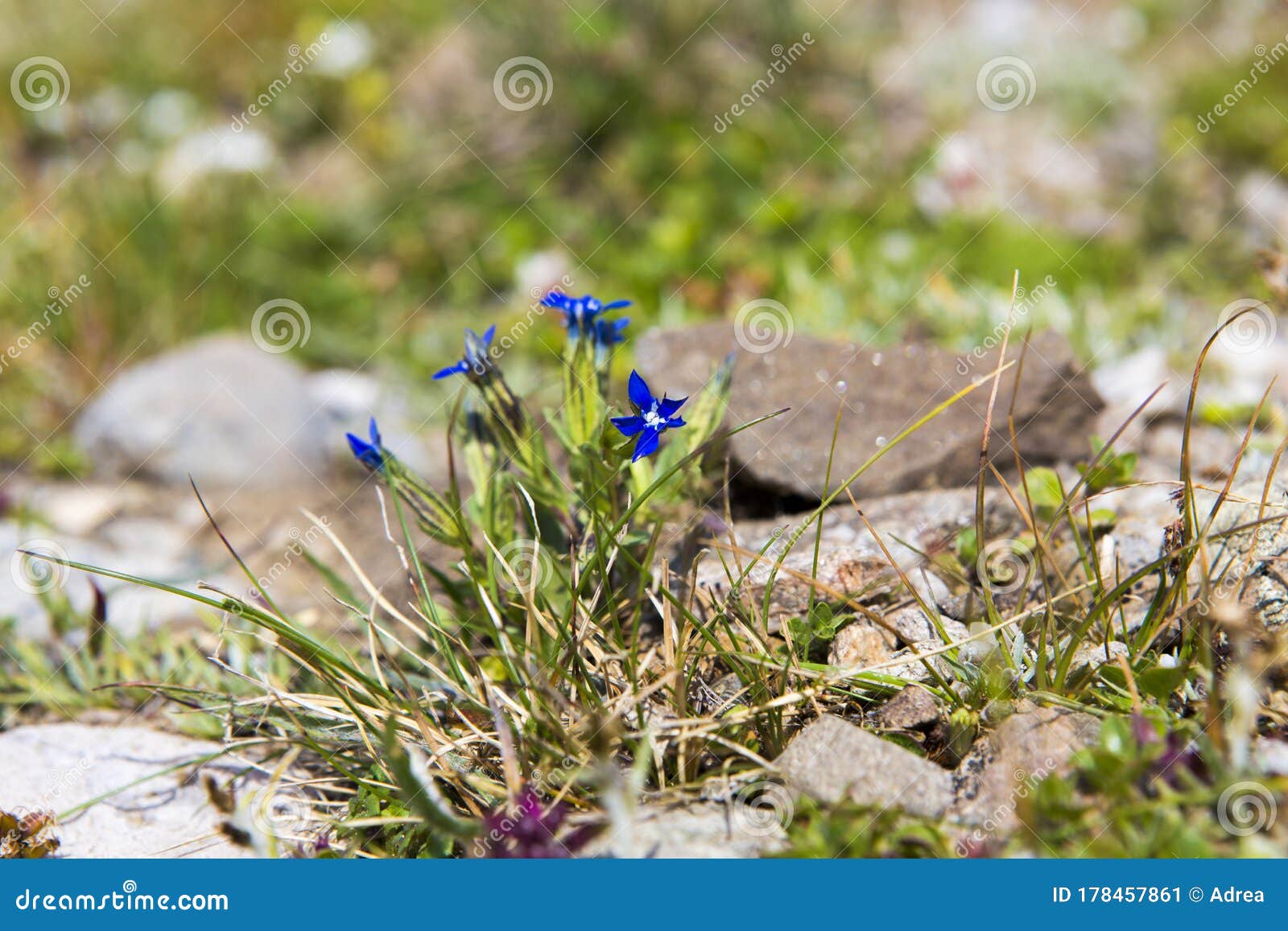 Macro of a Wild Mountain Flower Stock Image - Image of nature, garden ...