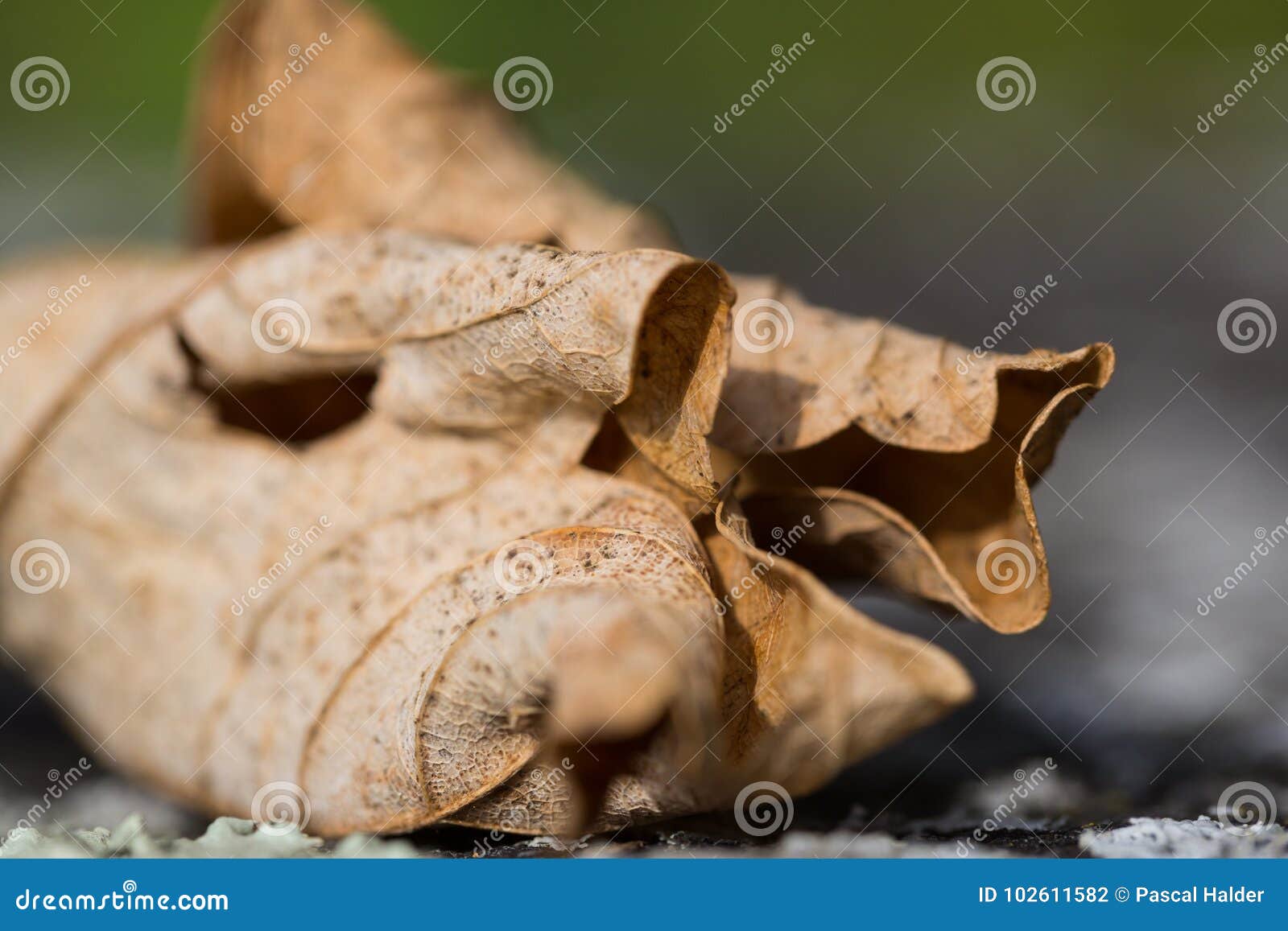 Macro of Withered Natural Fallen Leaf Stock Photo - Image of leaf ...