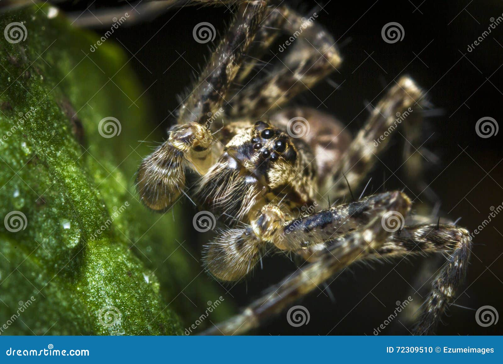 Macro Wolf Spider stock photo. Image of hairy, close - 72309510