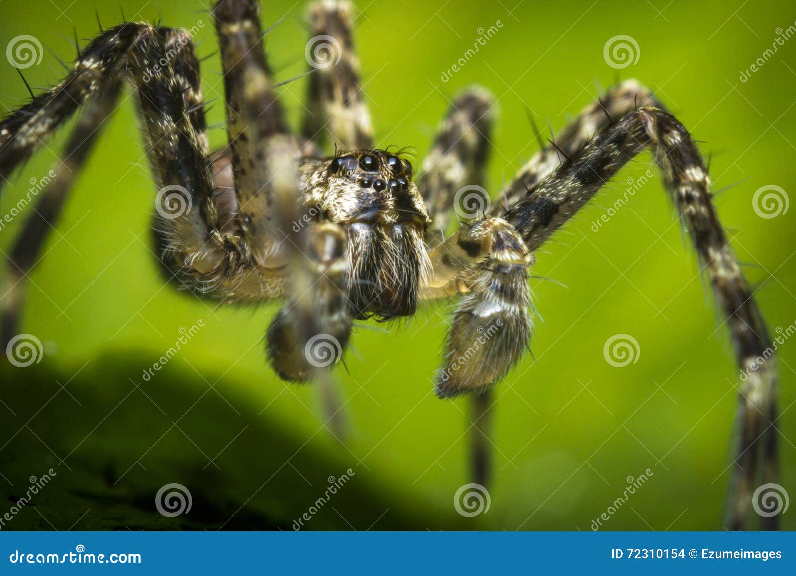 Macro Wolf Spider stock photo. Image of shallow, hogna - 72310154