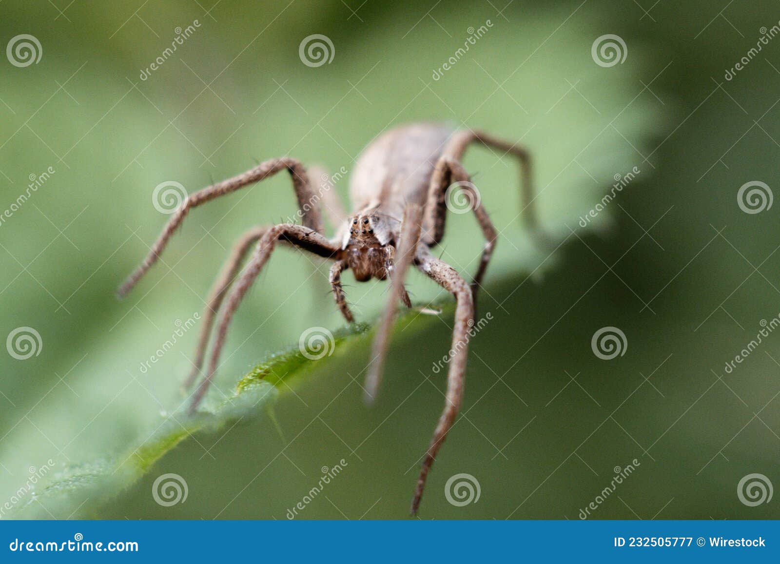 Macro of a Wolf Spider on a Green Leaf Stock Image - Image of selective ...