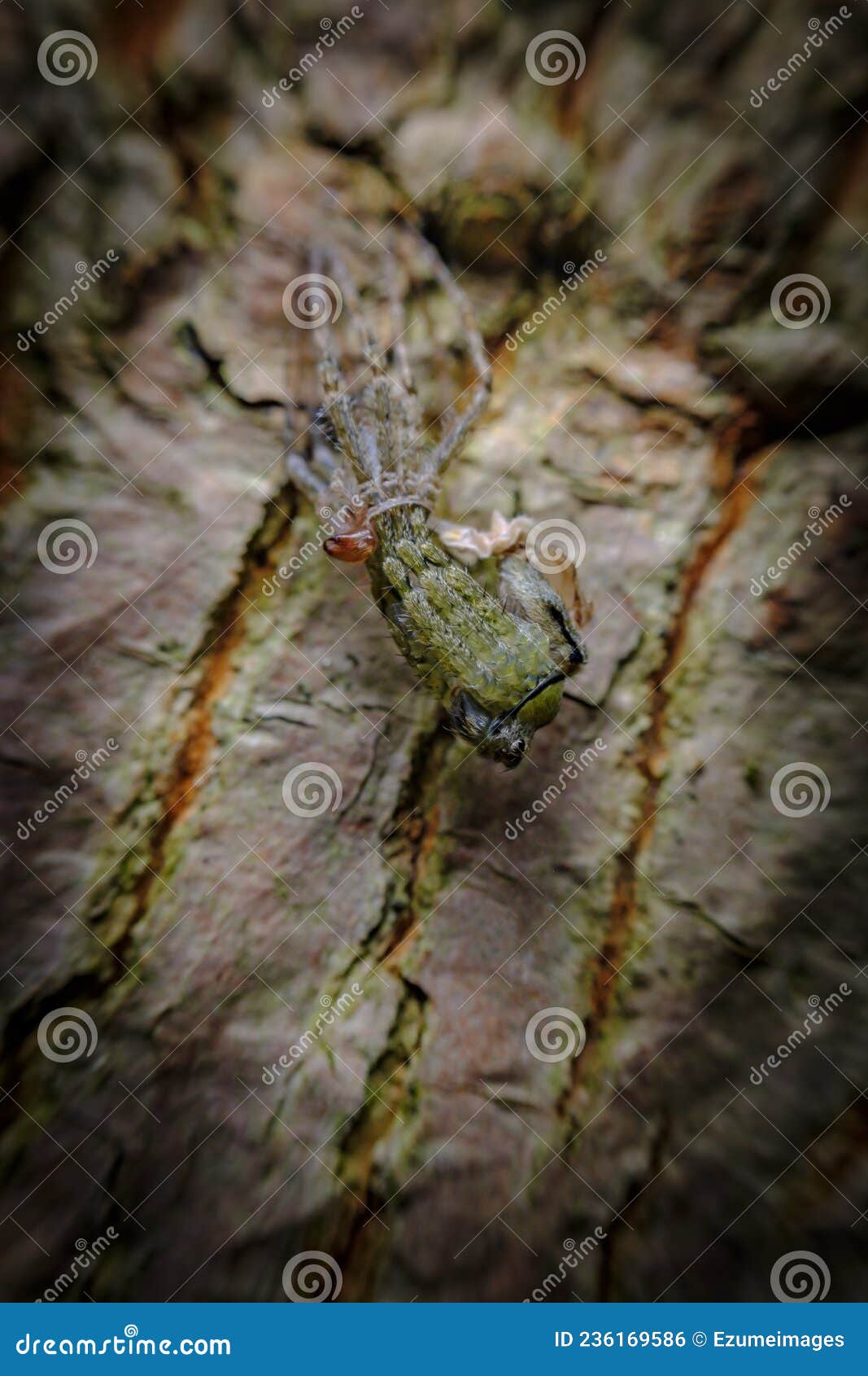 Macro Wolf Spider Molting stock photo. Image of bark - 236169586