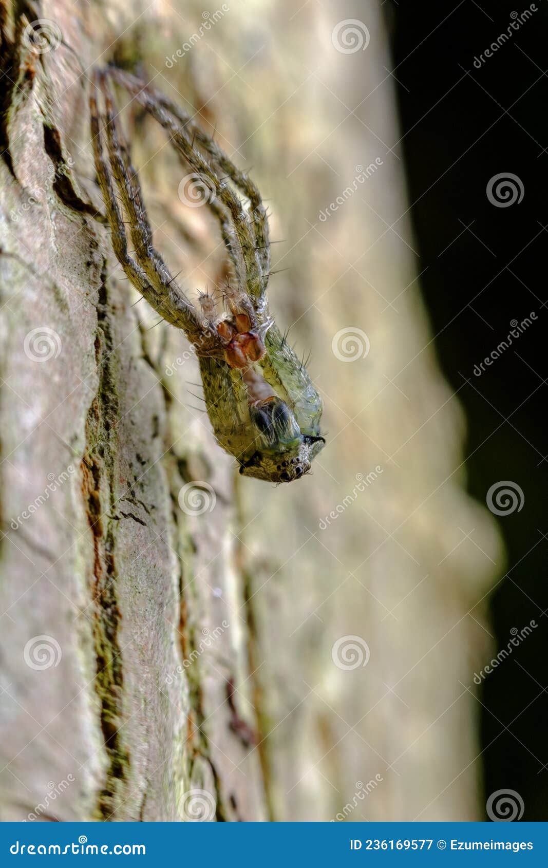 Macro Wolf Spider Molting stock image. Image of cuticle - 236169577