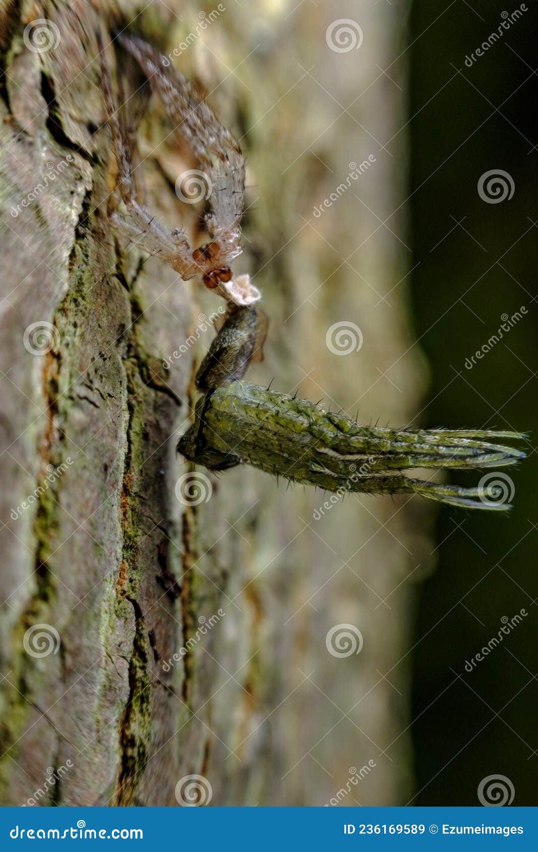 Macro Wolf Spider Molting stock image. Image of green - 236169589