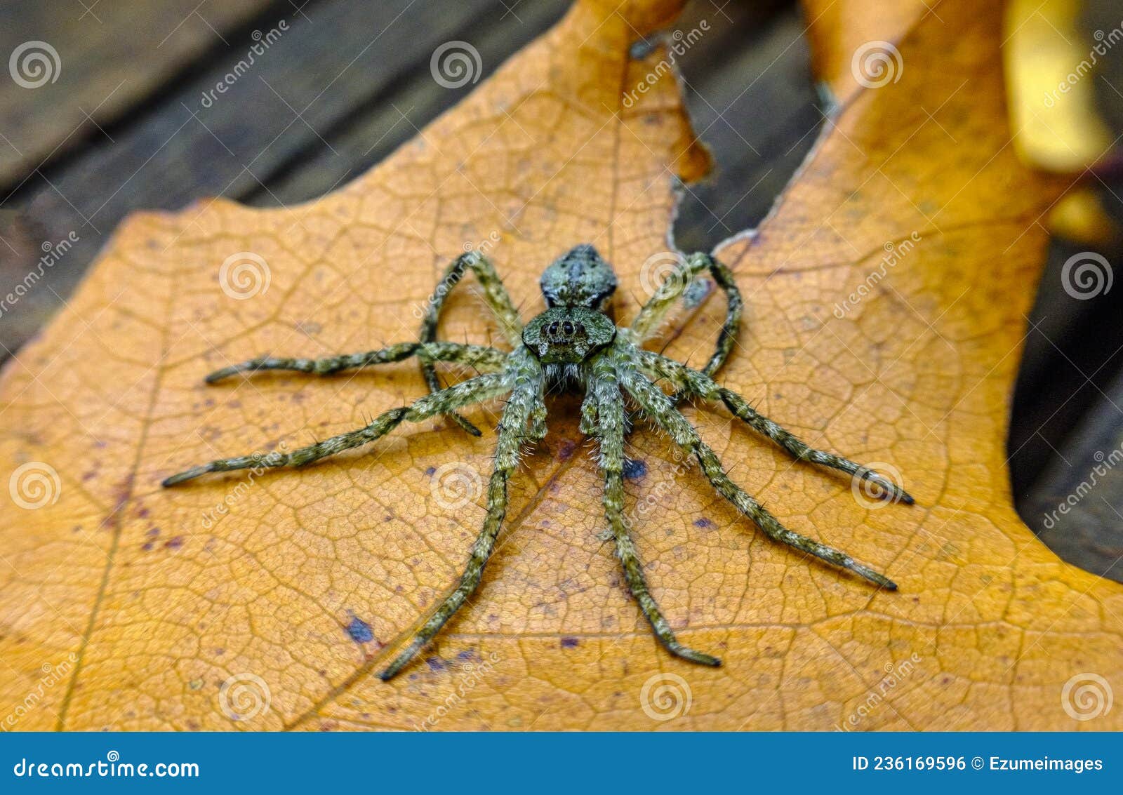 Wolf Spider Fresh Moult stock photo. Image of ecdysis - 236169596