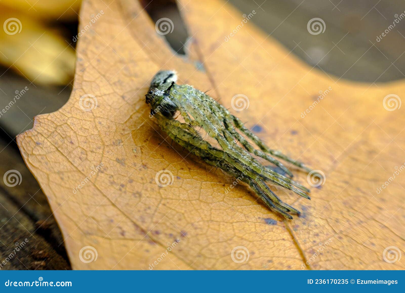 Wolf Spider Resting Moult stock image. Image of molting - 236170235