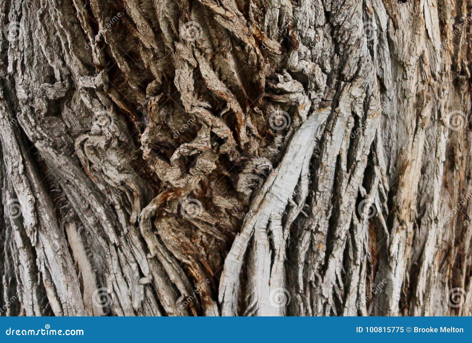 Macro wood bark texture stock image. Image of hardwood - 100815775