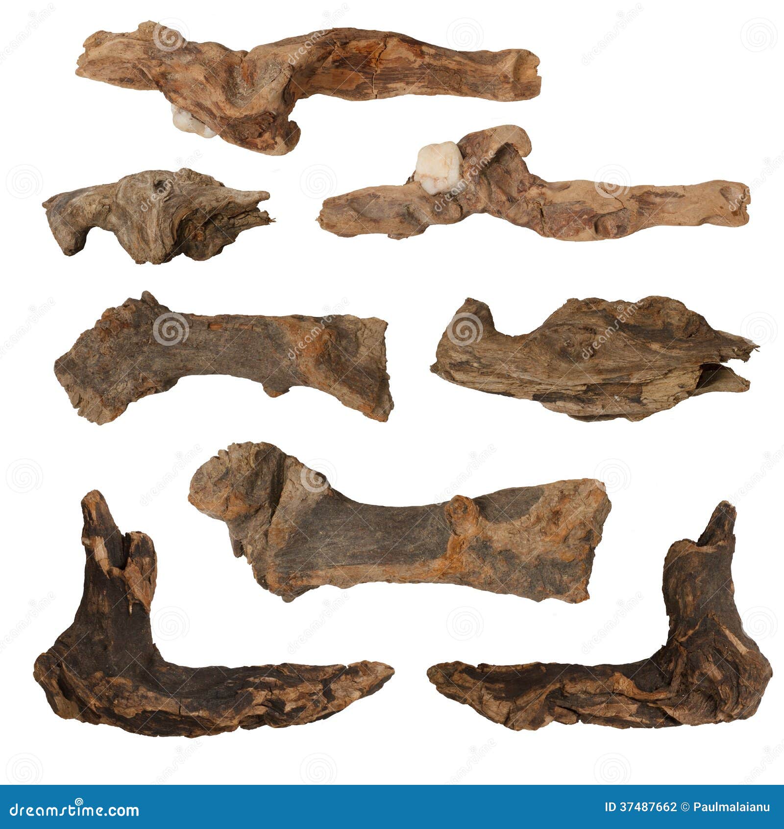 Macro Wooden Dried Roots Isolated on White Background Stock Photo ...