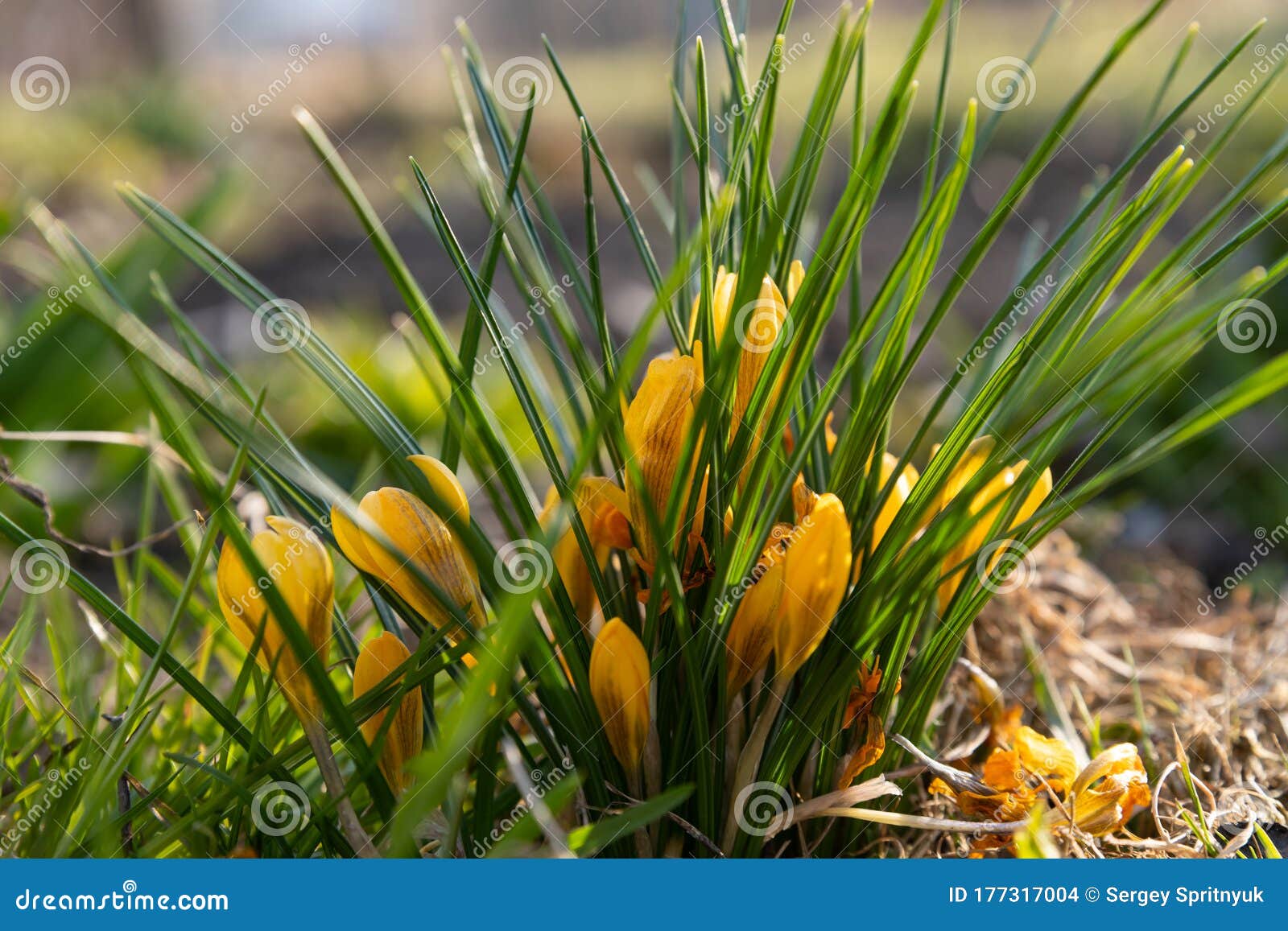 Macro of Yellow Crocus in Spring Stock Photo - Image of crocus, closeup ...
