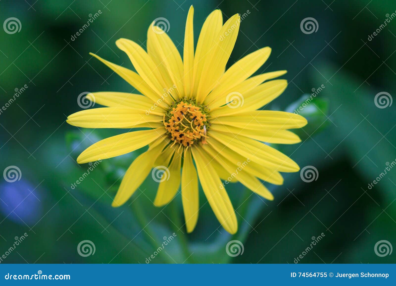 Macro of a Yellow Cup Plant Stock Image - Image of blooming, blossom ...